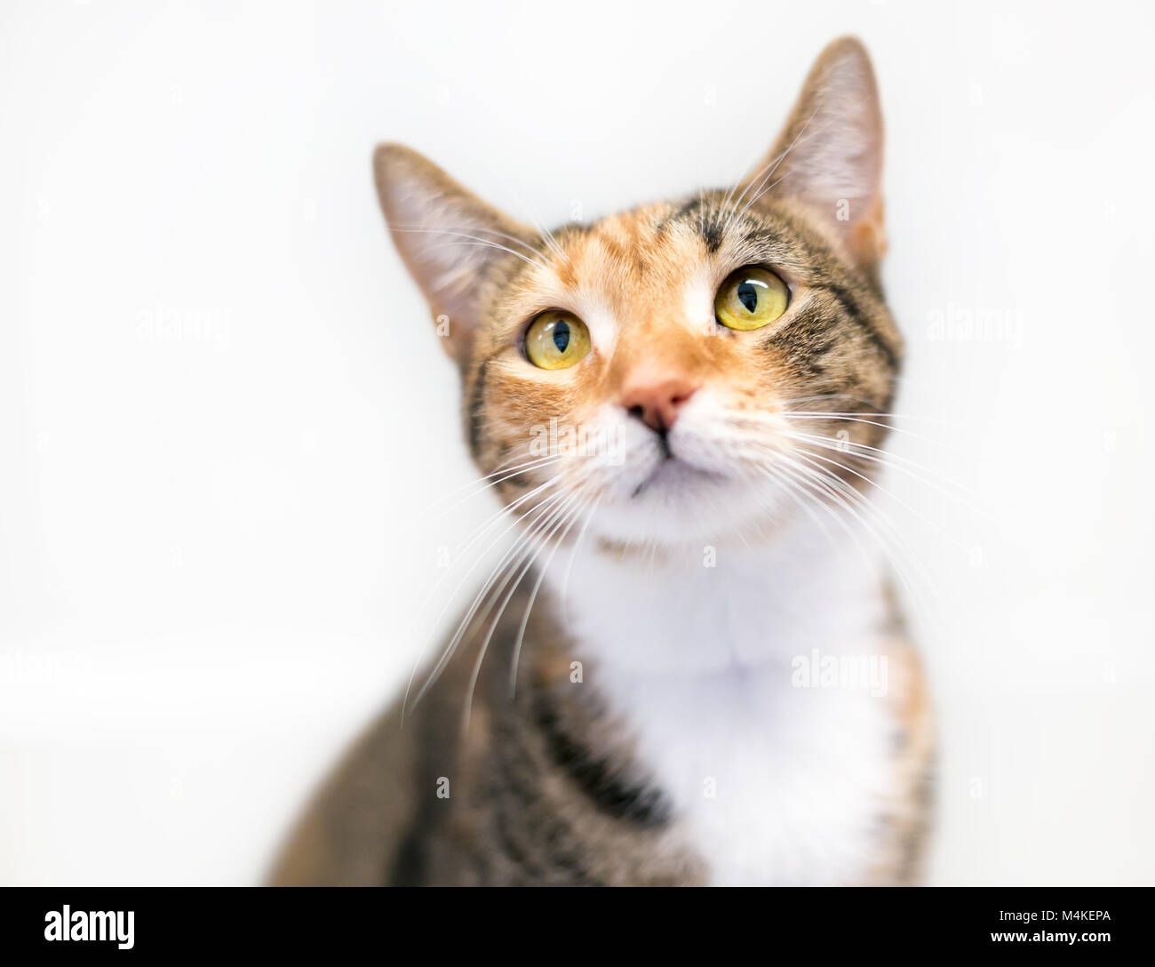 Portrait of a Calico domestic shorthair cat Stock Photo - Alamy