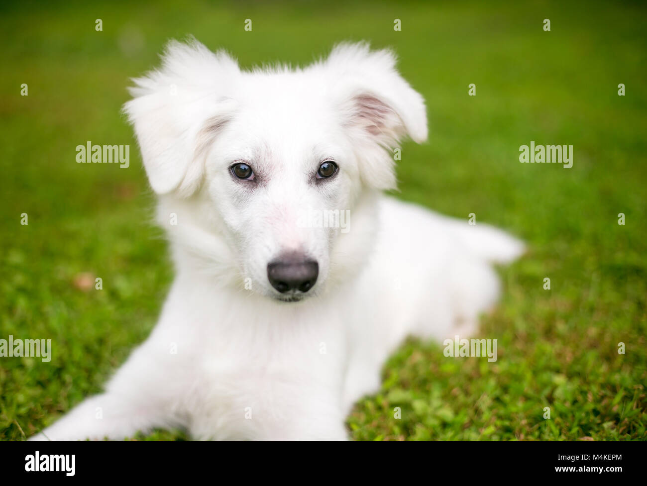 Portrait of a fluffy white mixed breed dog outdoors Stock Photo - Alamy
