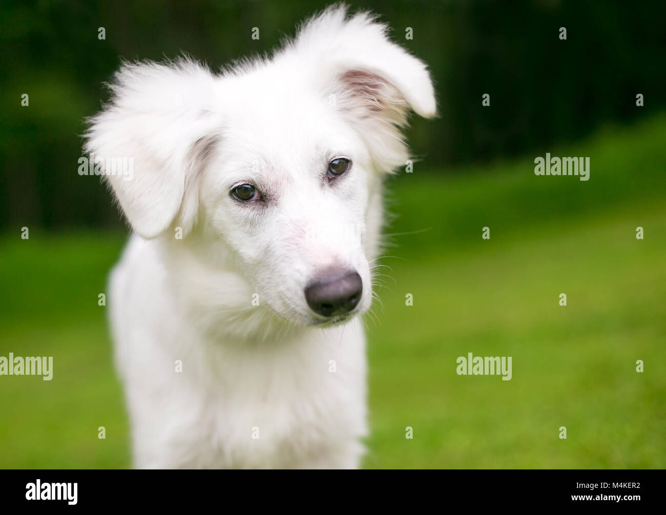 Portrait of a fluffy white mixed breed dog outdoors Stock Photo - Alamy