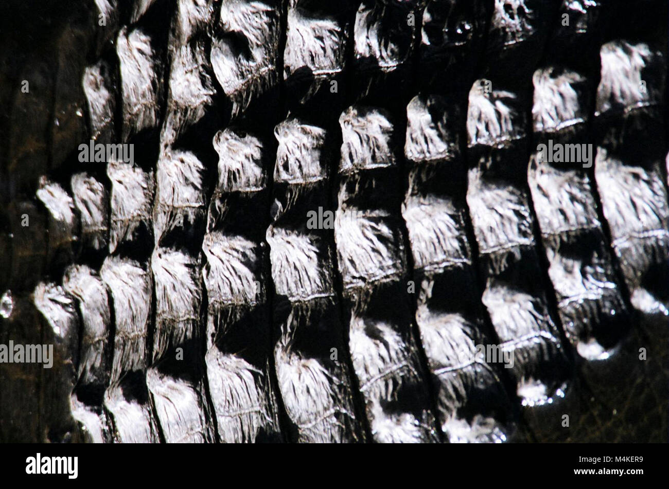 Alligator back hi-res stock photography and images - Alamy
