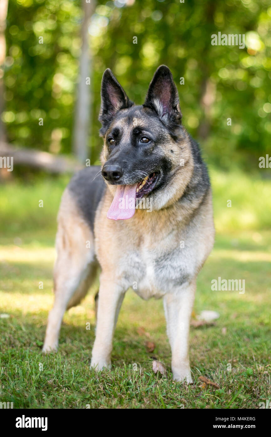 A German Shepherd dog outdoors Stock Photo - Alamy
