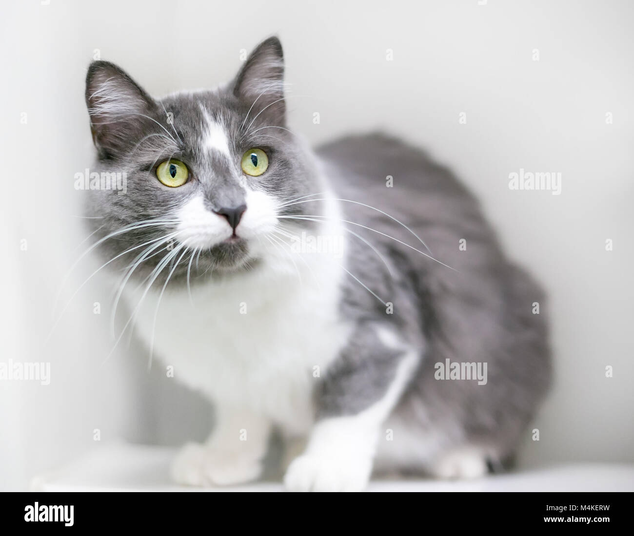 A gray and white domestic shorthair cat in a crouching position Stock ...