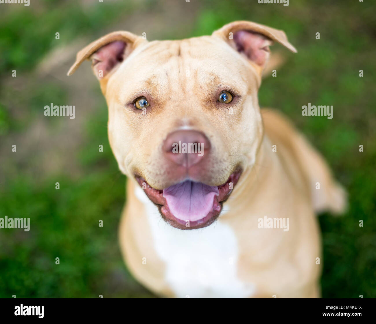 Portrait of a happy Pit Bull Terrier mixed breed dog looking up Stock ...