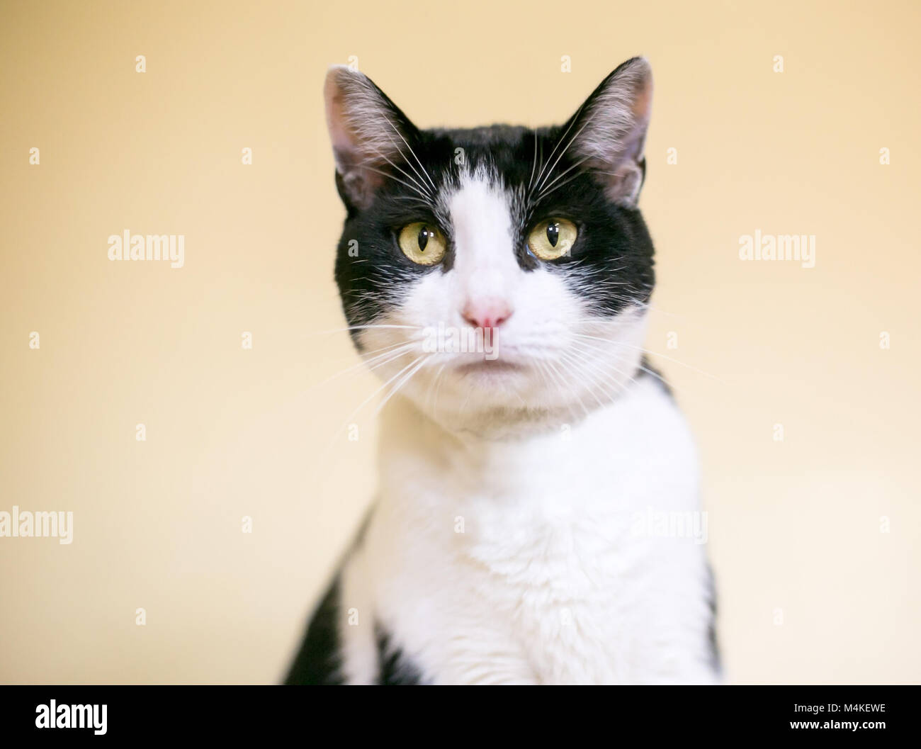Piebald cat hi-res stock photography and images - Alamy