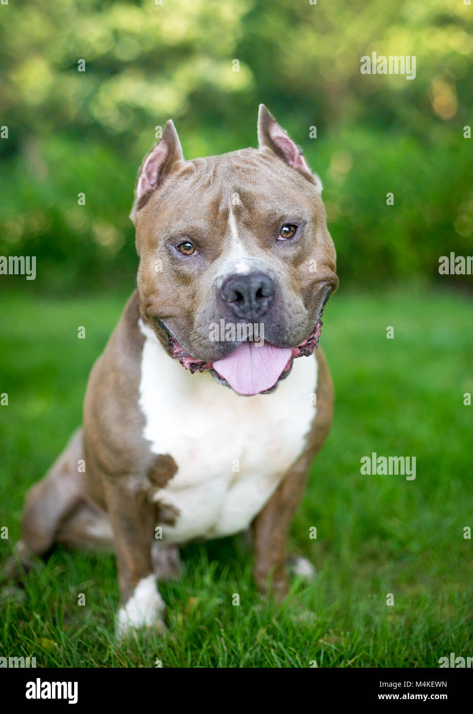 A happy Pit Bull Terrier mixed breed dog with cropped ears Stock Photo ...