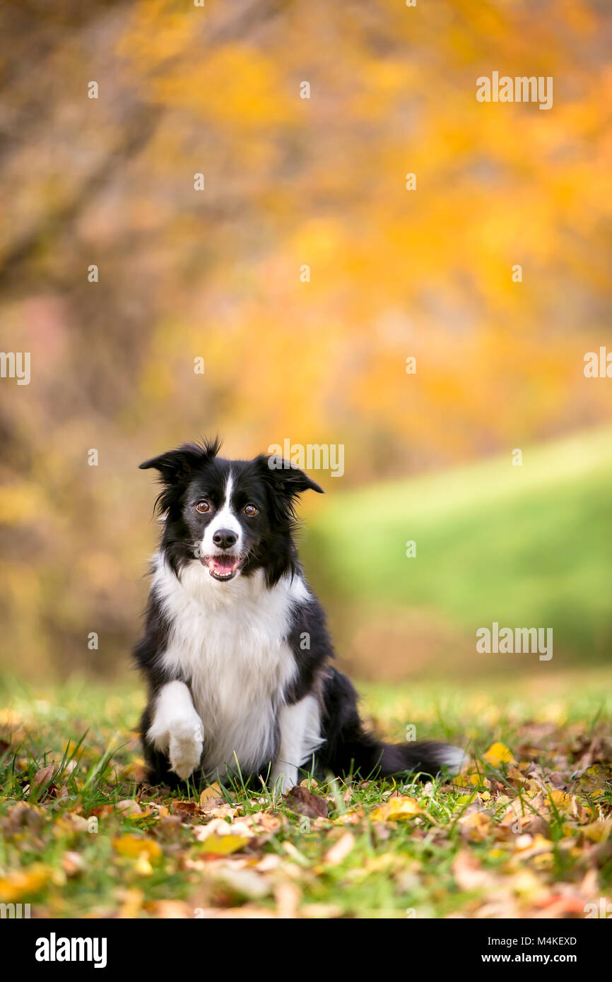 Border Collie dog outdoors in the fall with colorful autumn leaves ...