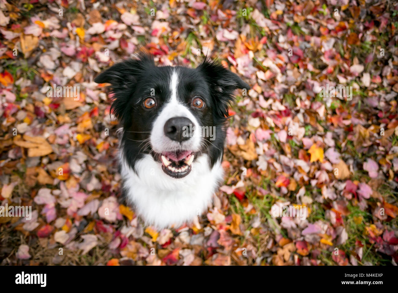 Border Collie dog surrounded by colorful autumn leaves Stock Photo - Alamy