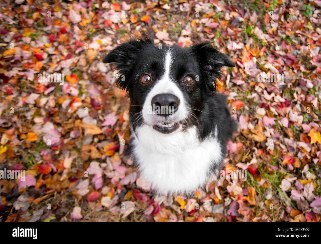 Border Collie dog surrounded by colorful autumn leaves Stock Photo - Alamy