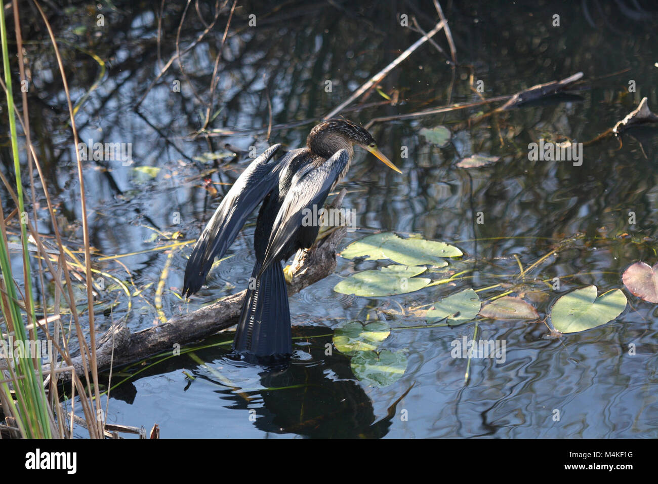 Female anhinga looking fish hi-res stock photography and images - Alamy