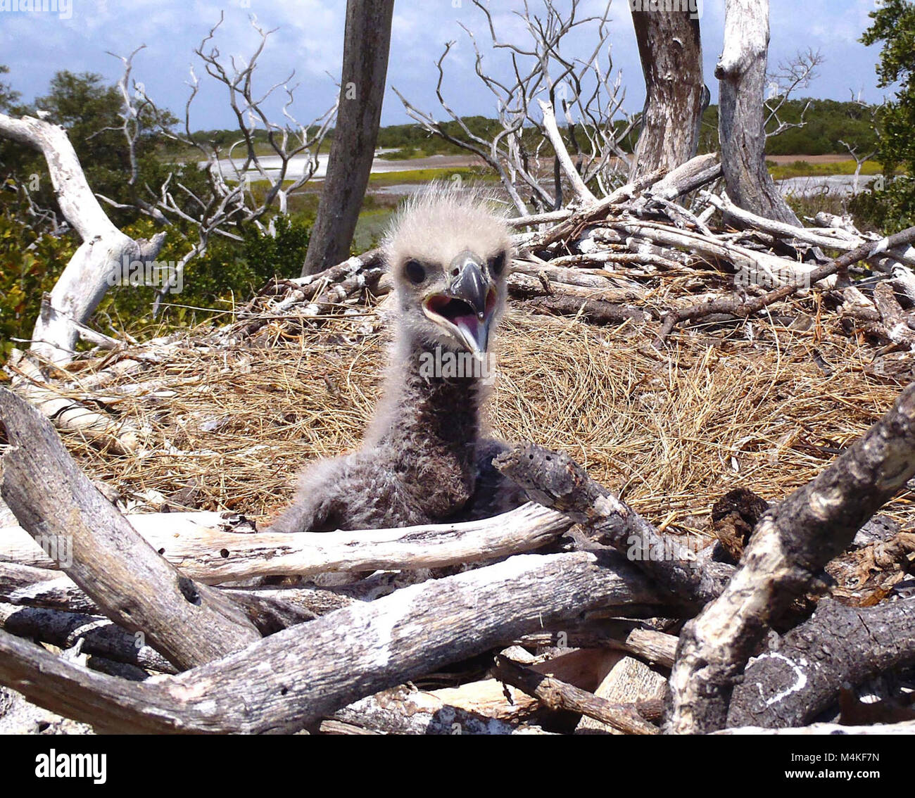 Bald Eagle Chick Stock Photo - Alamy