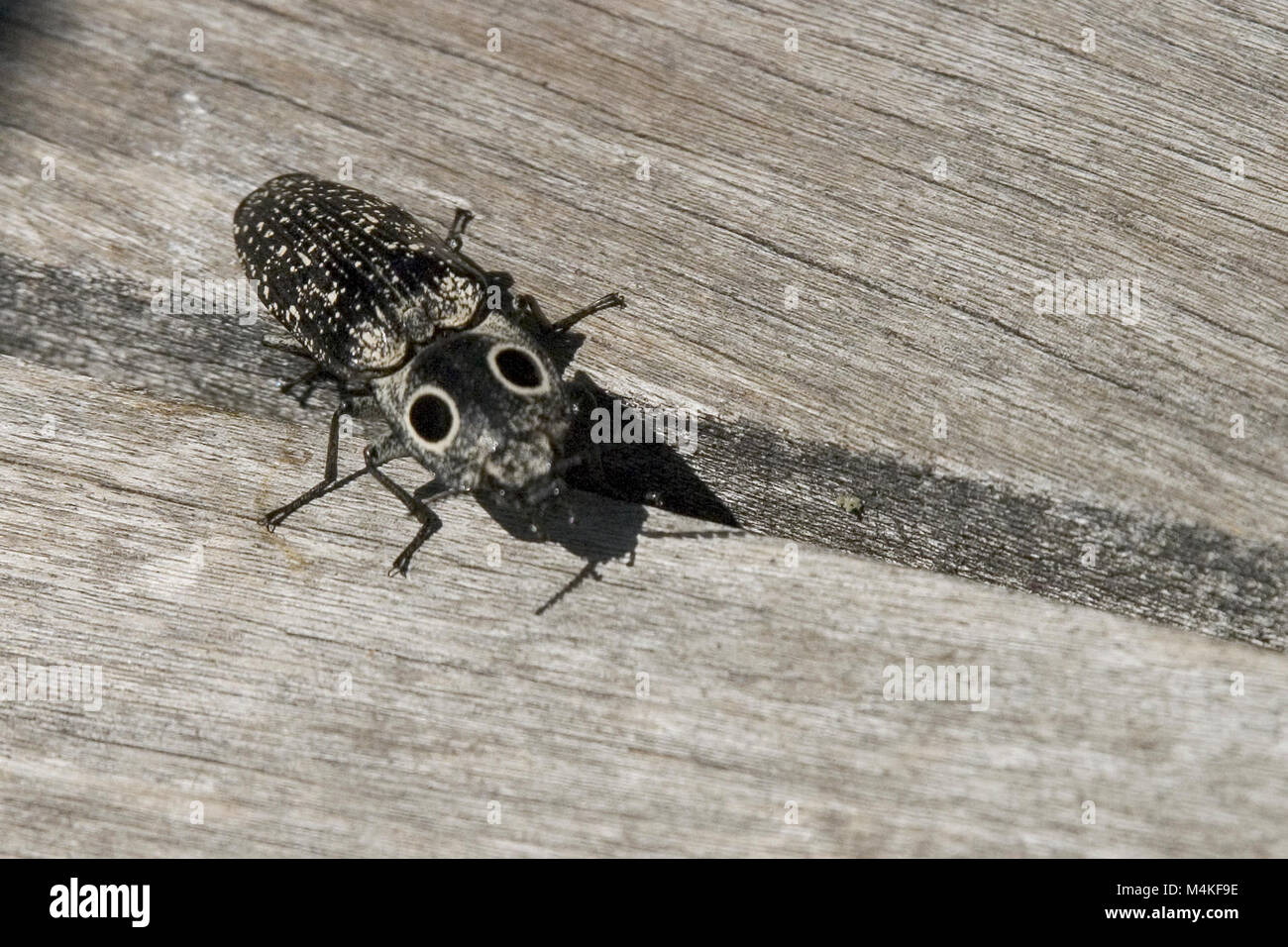 Beetle Eyed Click Stock Photo - Alamy