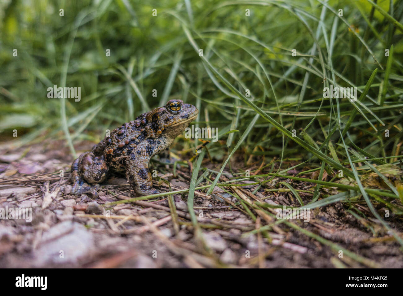 Western toad alaska hi-res stock photography and images - Alamy