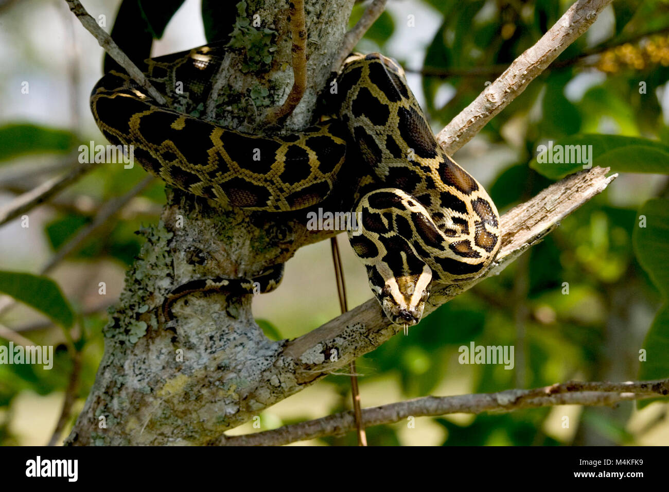 Burmese python everglades hi-res stock photography and images - Alamy