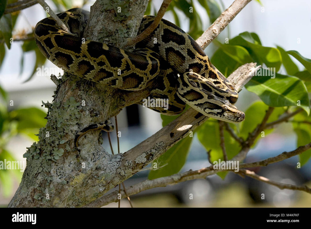 Burmese python florida hi-res stock photography and images - Alamy