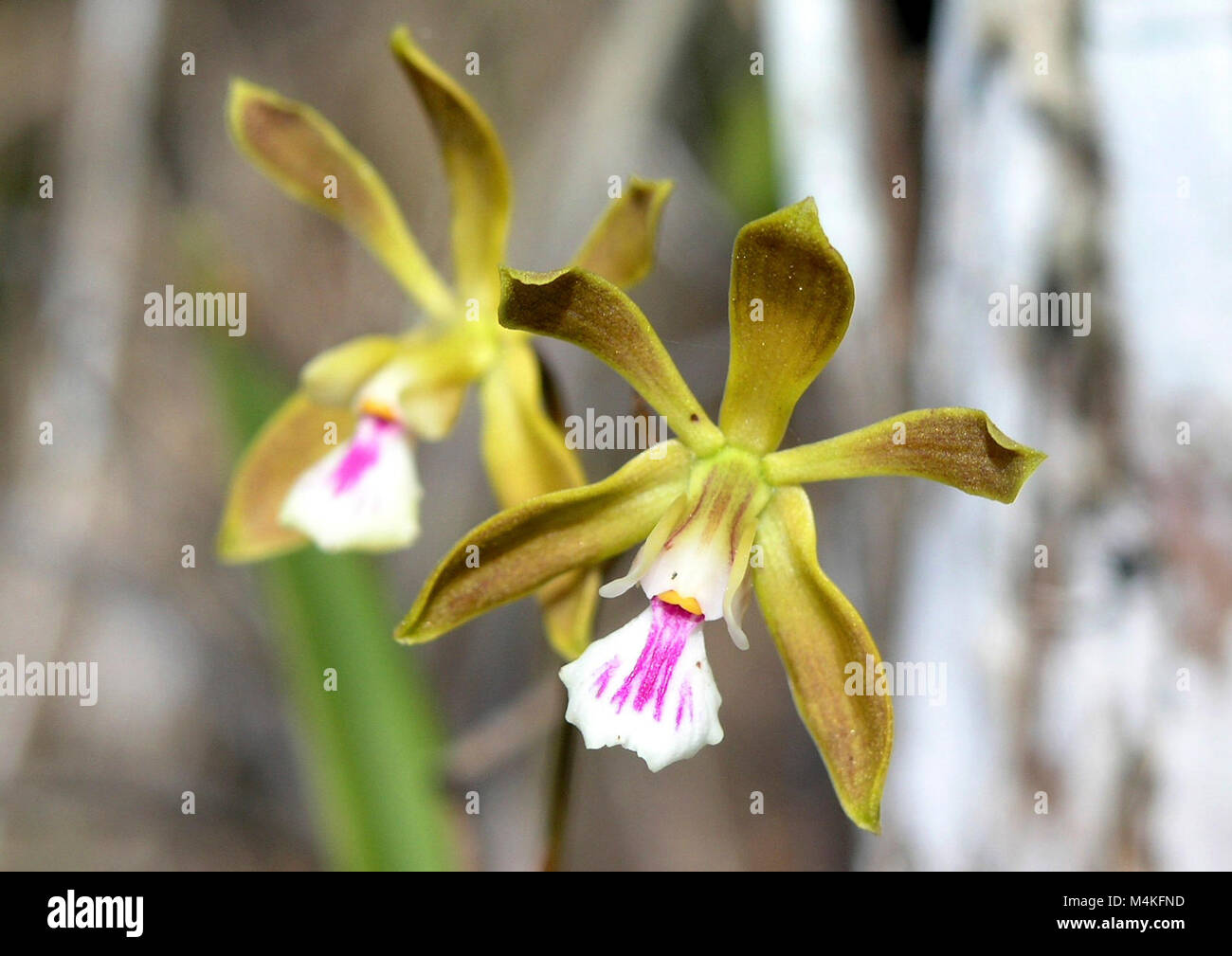 Butterfly orchid everglades hi-res stock photography and images - Alamy