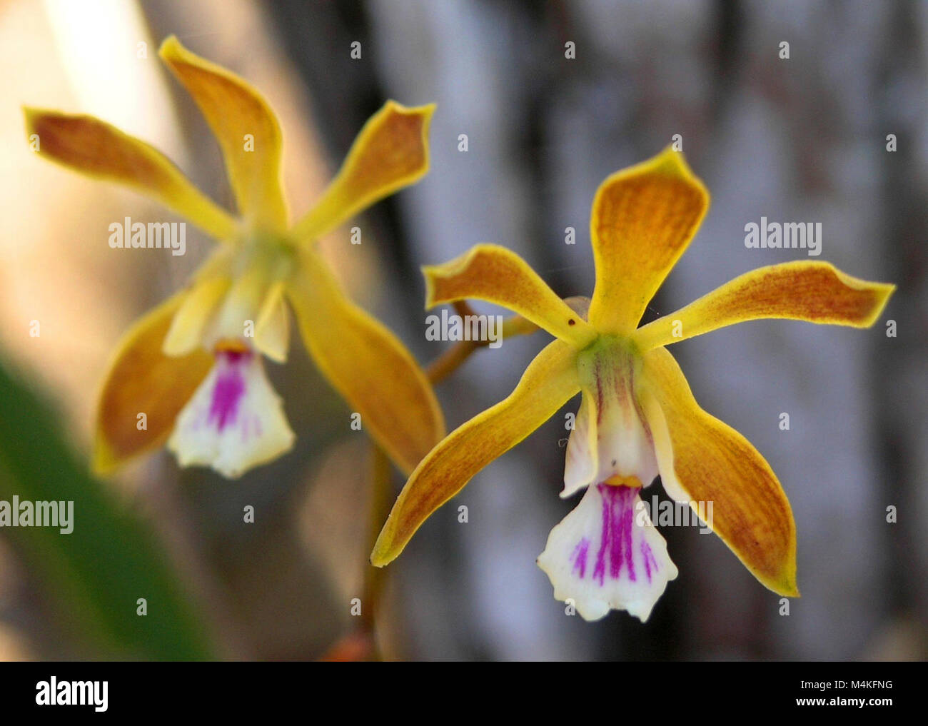 Butterfly orchid everglades hi-res stock photography and images - Alamy