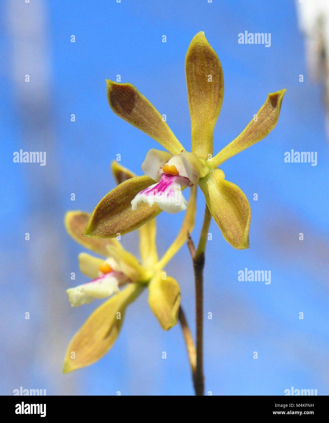 Butterfly orchid everglades hi-res stock photography and images - Alamy