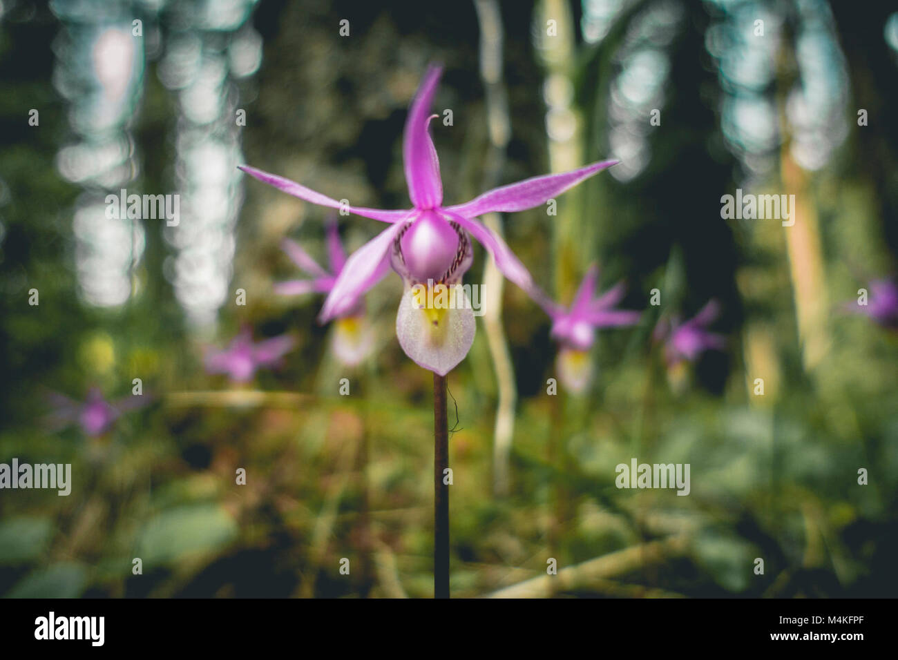 Calypso bulbosa, known as the calypso orchid, fairy slipper or..Calypso ...
