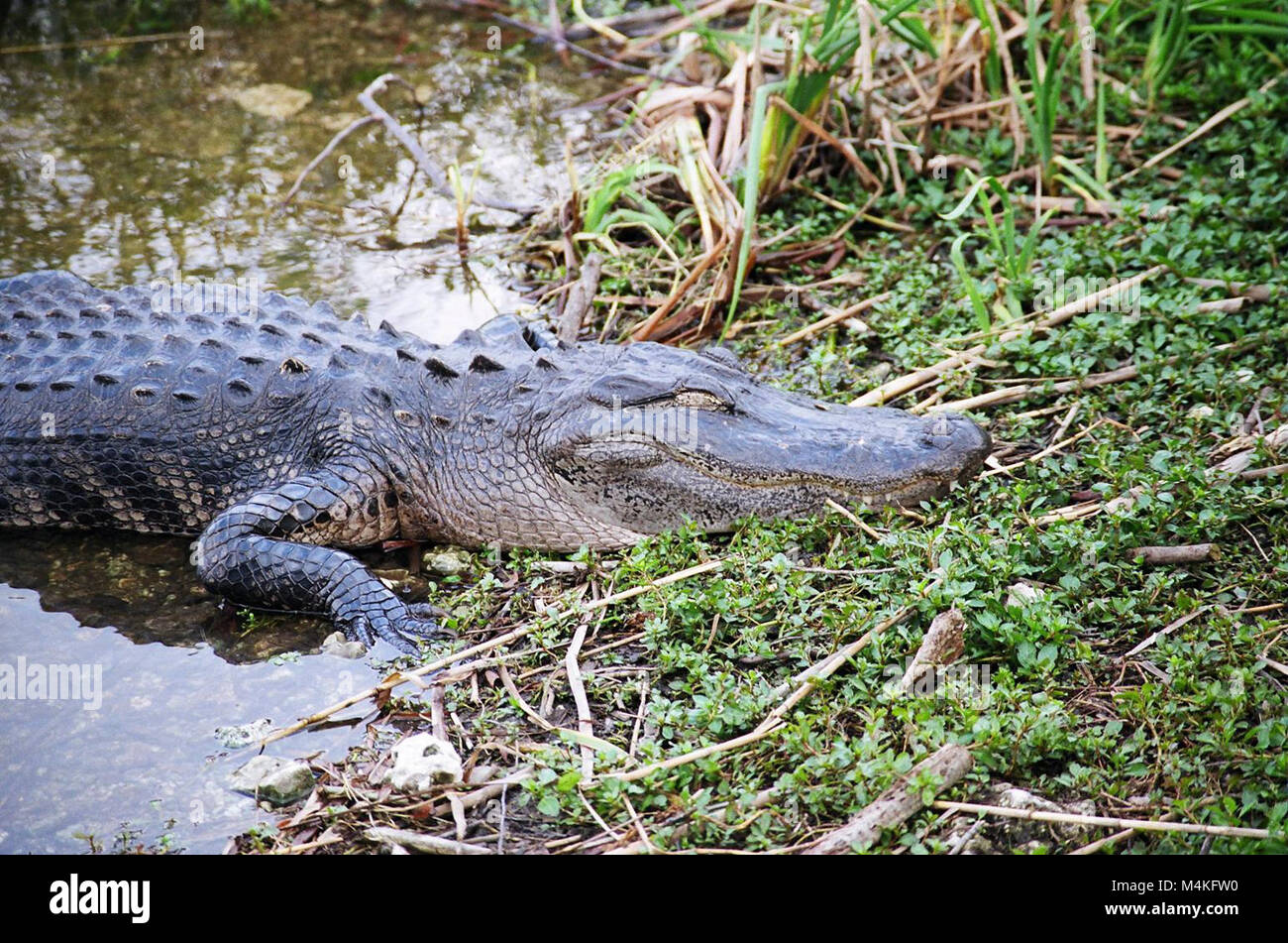 Close up gator Stock Photo - Alamy
