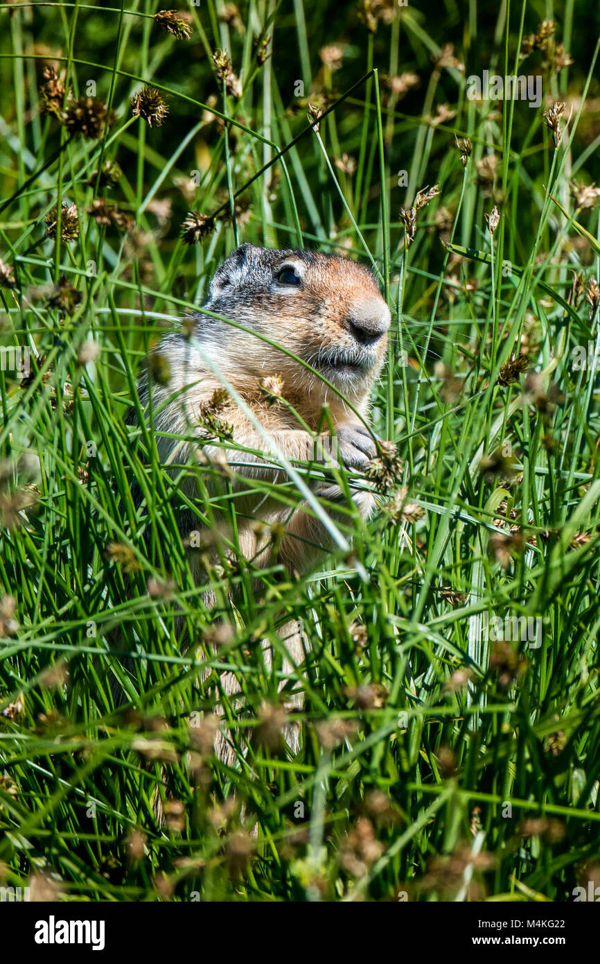 Columbia Ground Squirrel- Cute Stock Photo - Alamy