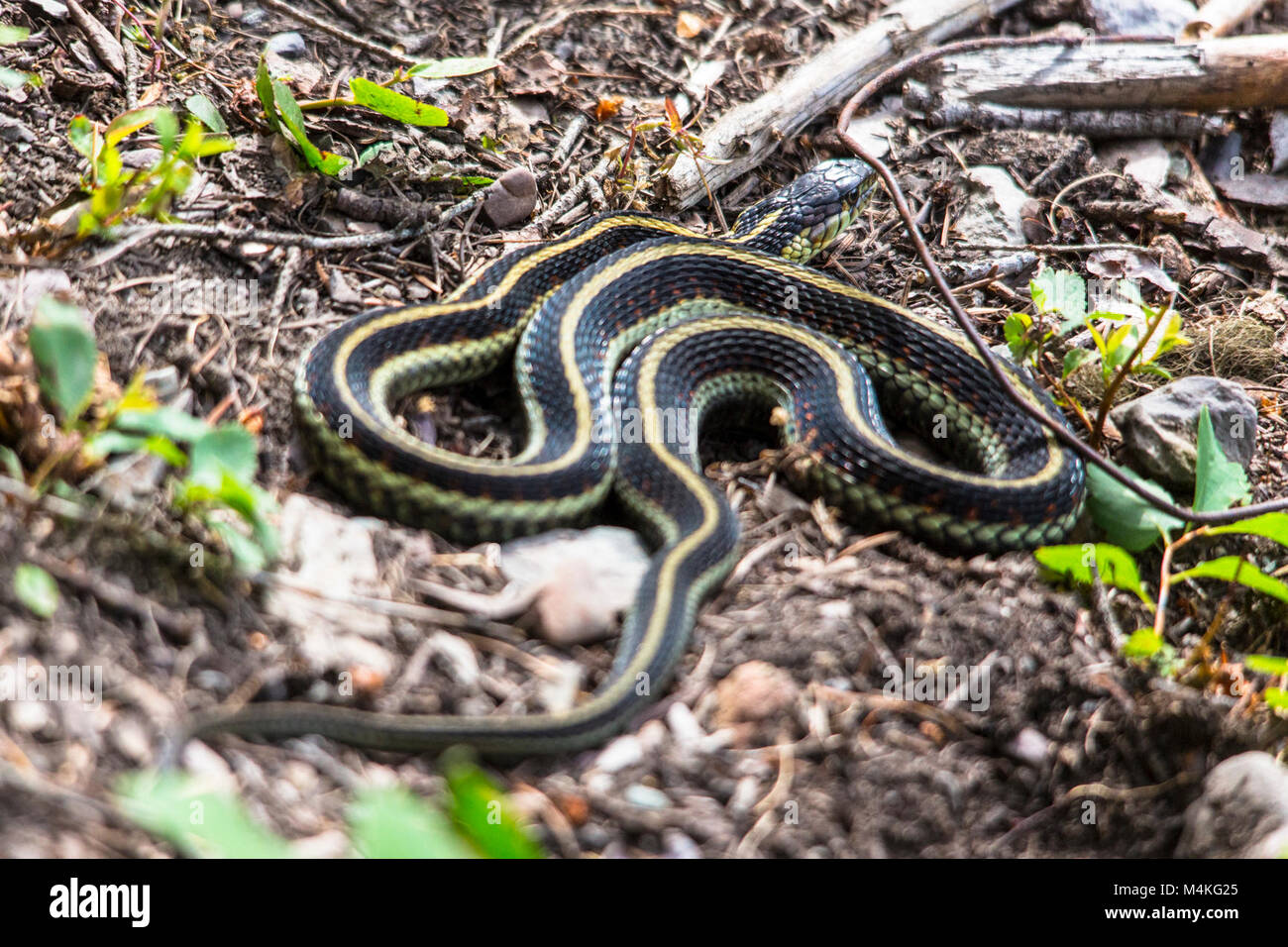 Common Garter Snake - Thamnophis sirtalis Stock Photo - Alamy