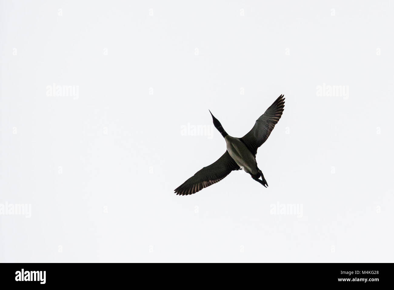 Common Loon in Flight - Gavia immer Stock Photo - Alamy