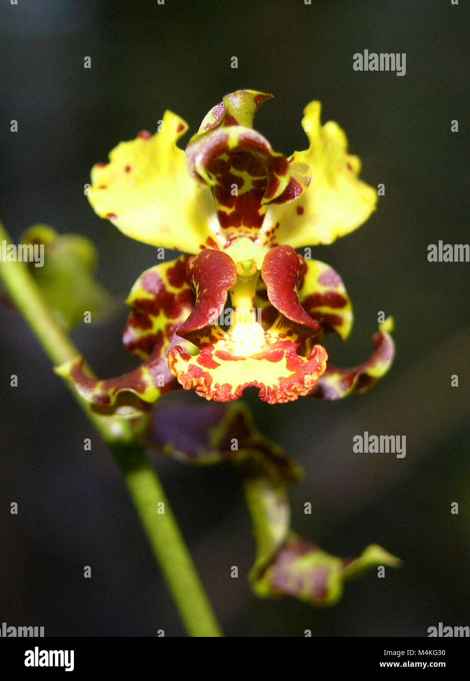 Cowhorn hi-res stock photography and images - Alamy