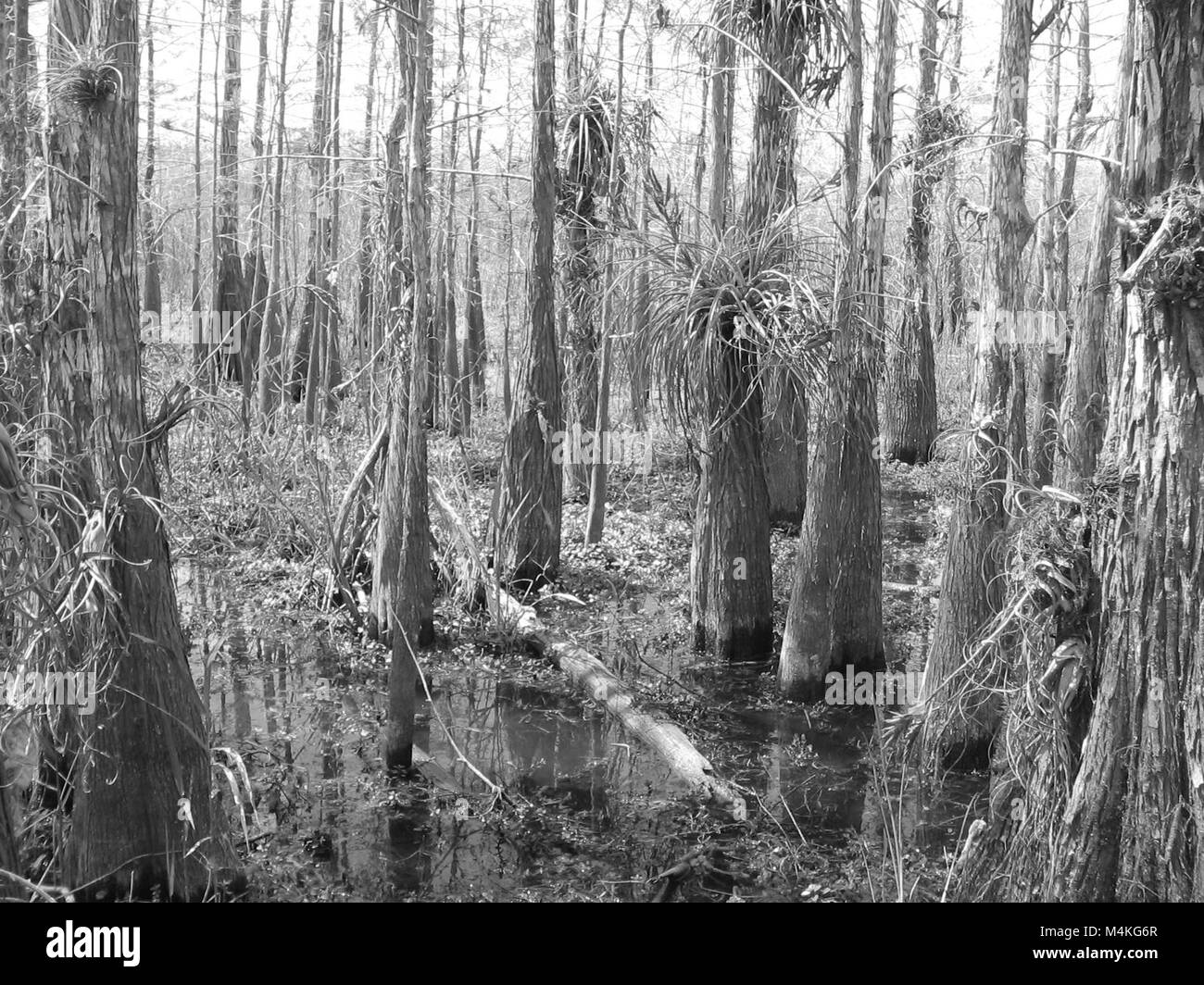 Cypress national preserve Black and White Stock Photos & Images - Alamy
