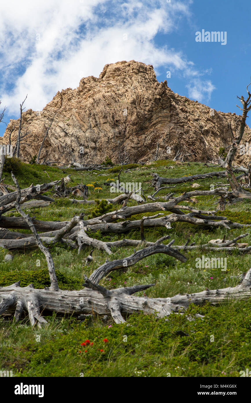 Dead Trees and Geology on Spot Mountain Stock Photo - Alamy