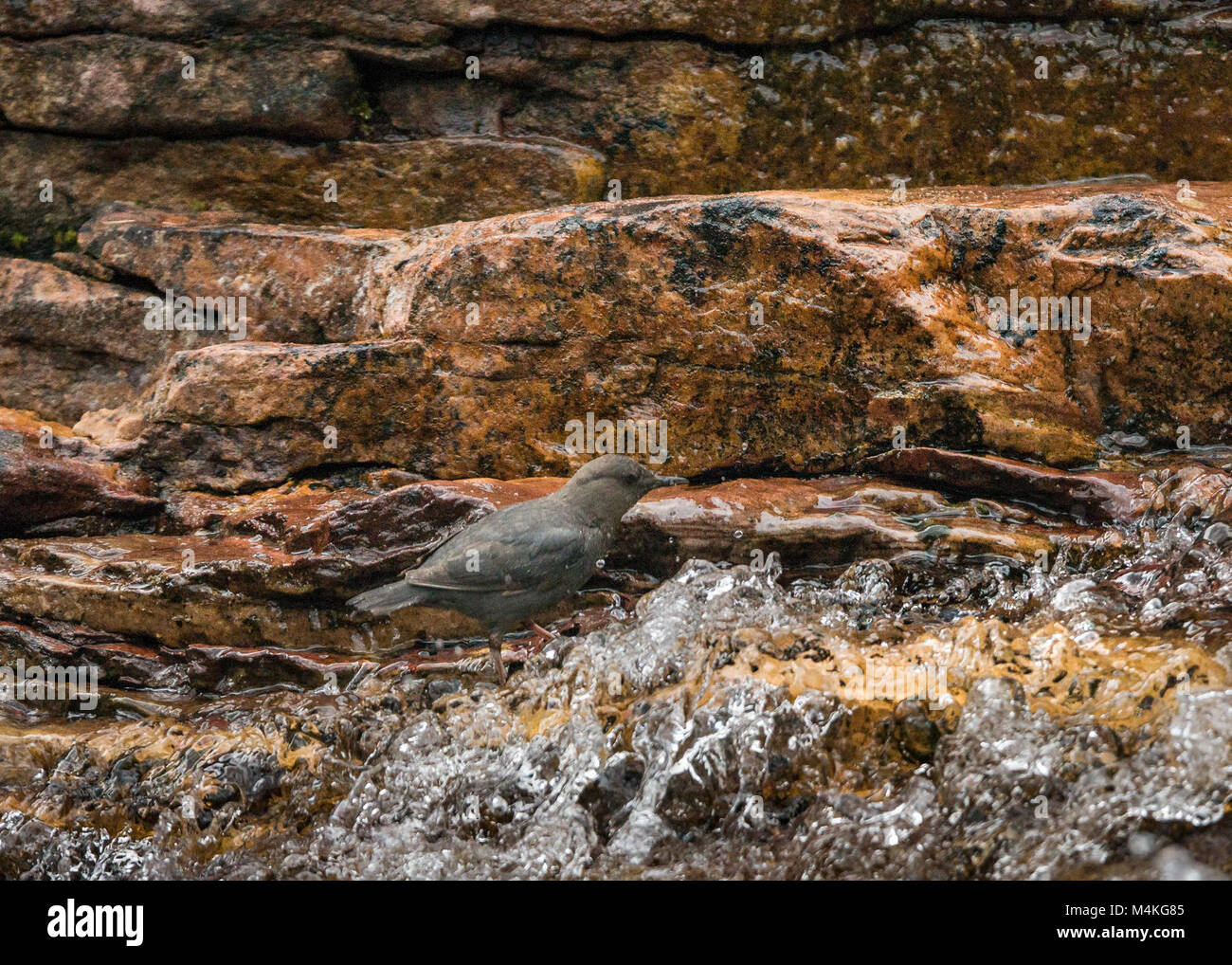 Dipper- on the hunt Stock Photo - Alamy