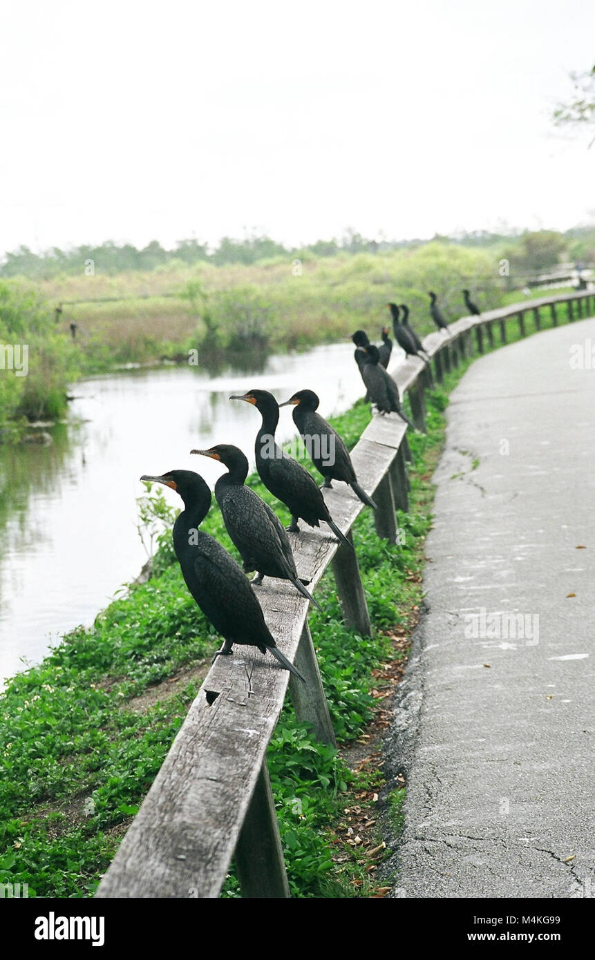 Double Crested Cormorants Lined up Stock Photo - Alamy