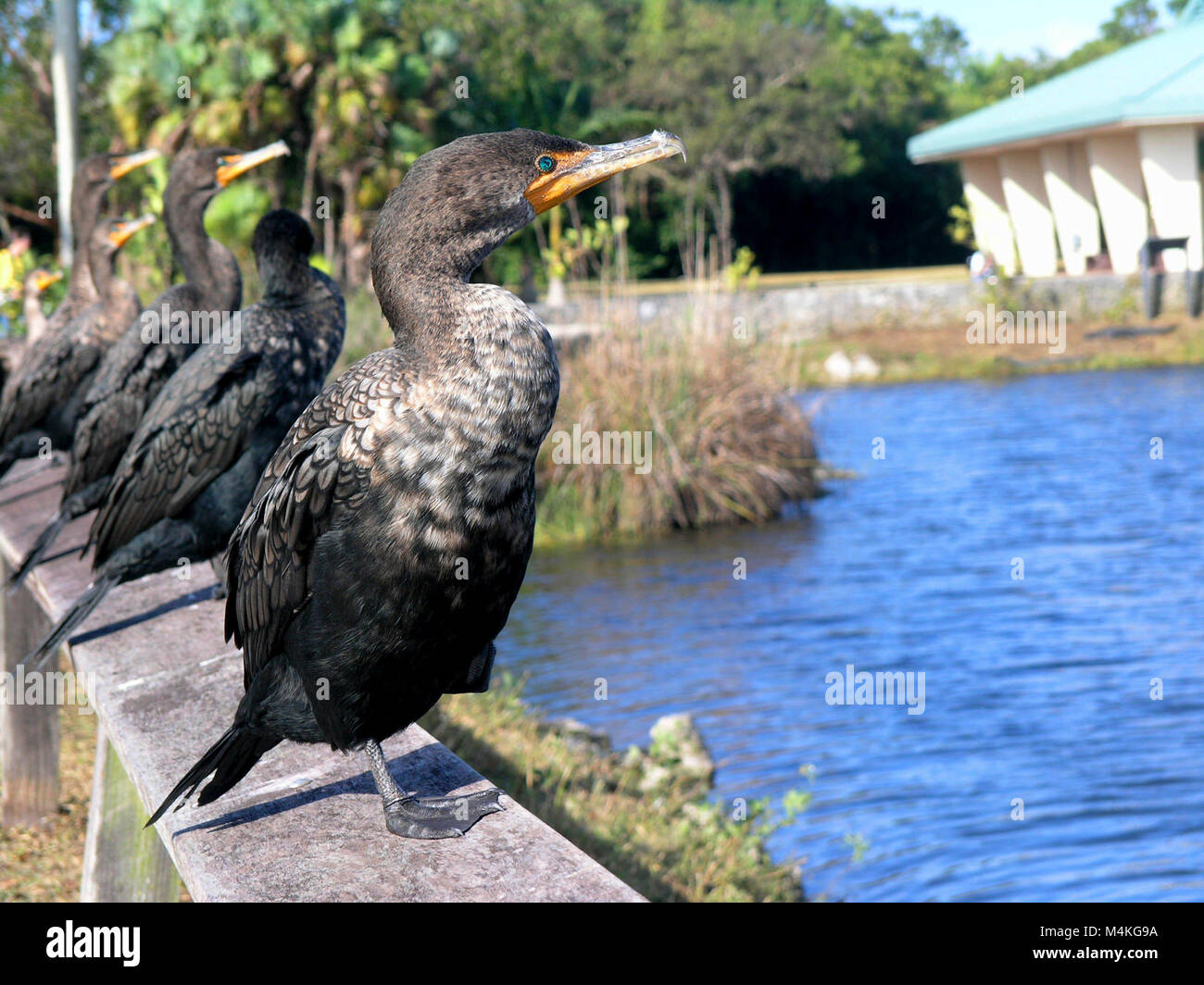 Double Crested Cormorants Stock Photo - Alamy