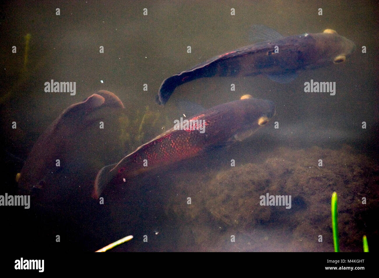 Exotic fish oscar hi-res stock photography and images - Alamy