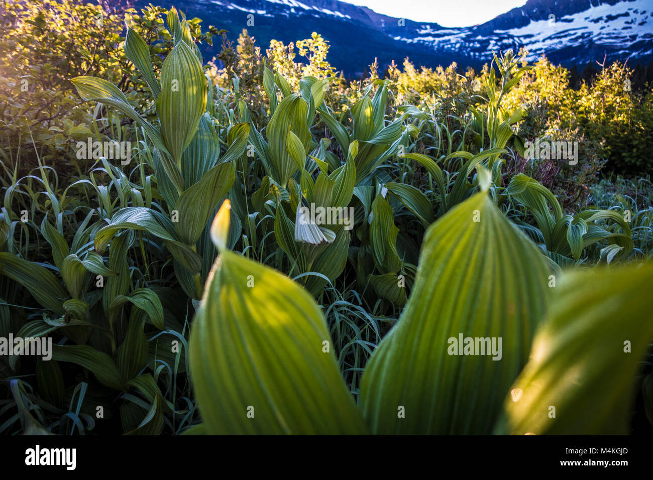 Wildlife and activities at Glacier National Park Stock Photo - Alamy