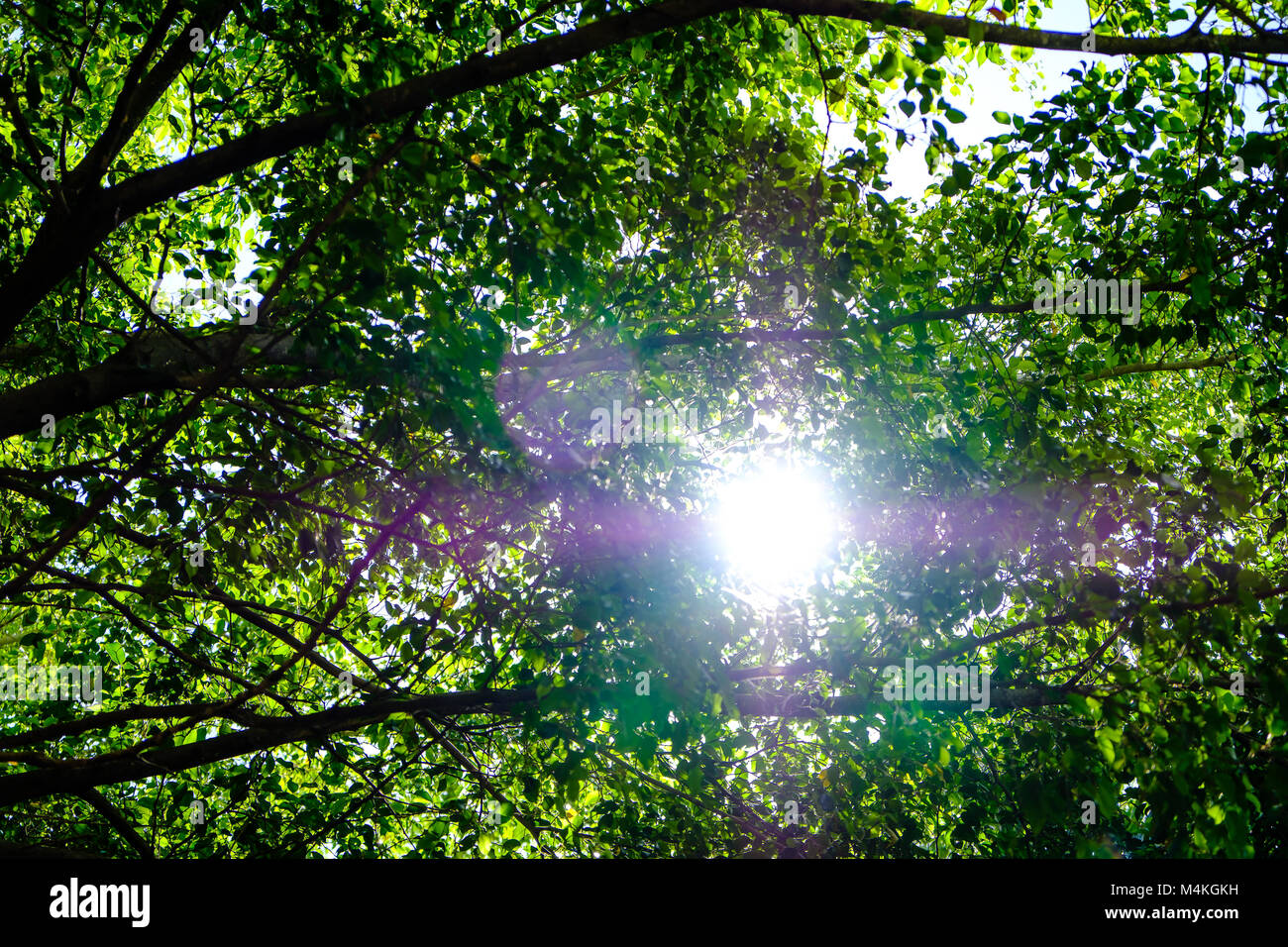 The sun shines warmly through the canopy of a trees in the woods ...