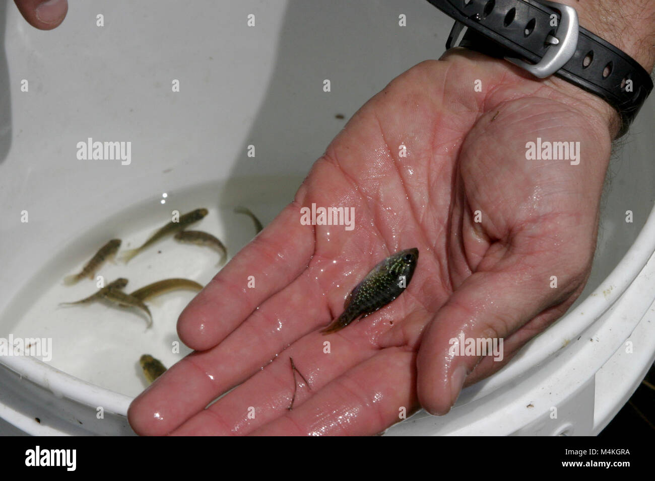 Fish Biologists native fish Stock Photo - Alamy