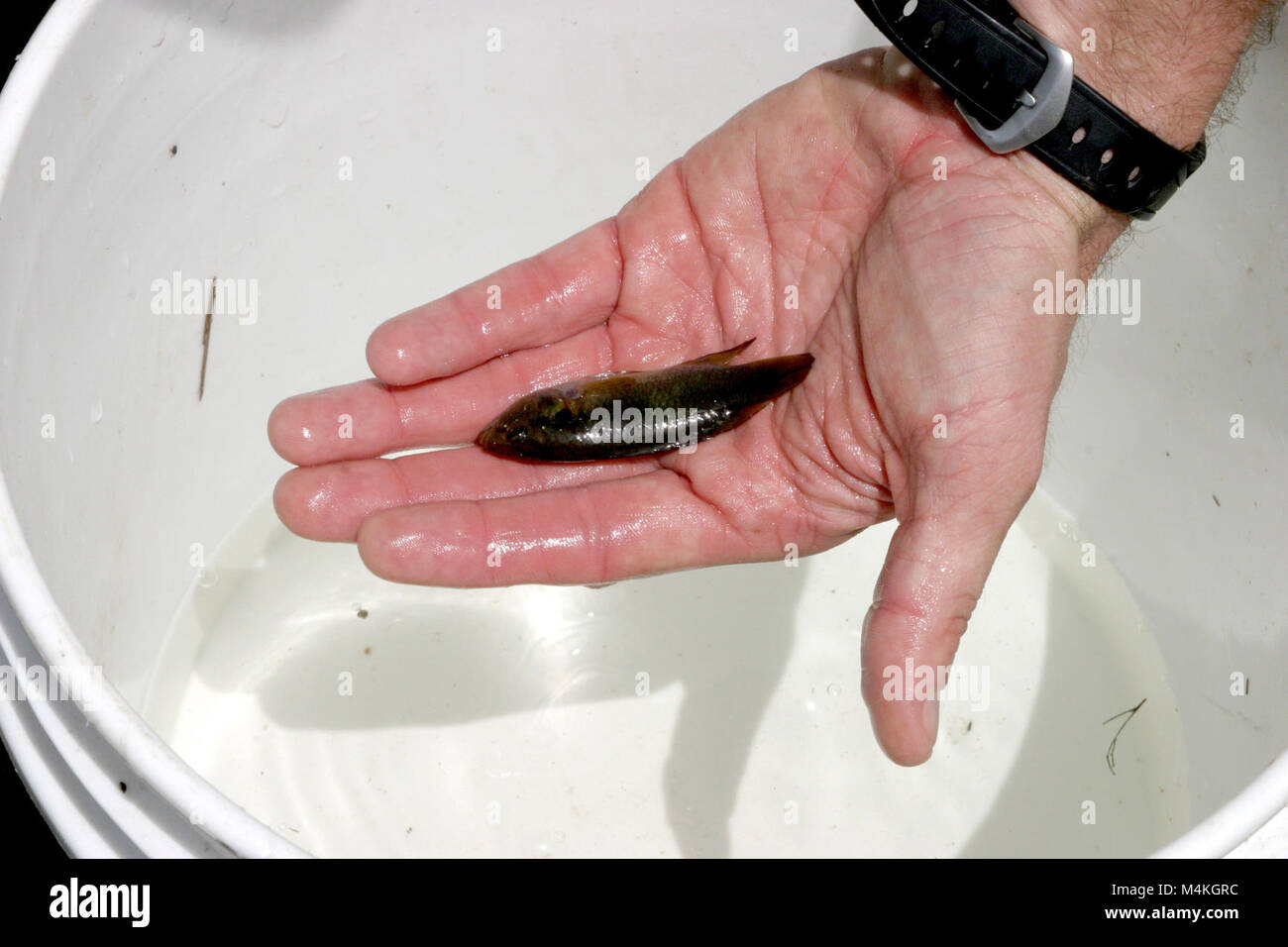 Fish Biologists native fish Stock Photo - Alamy