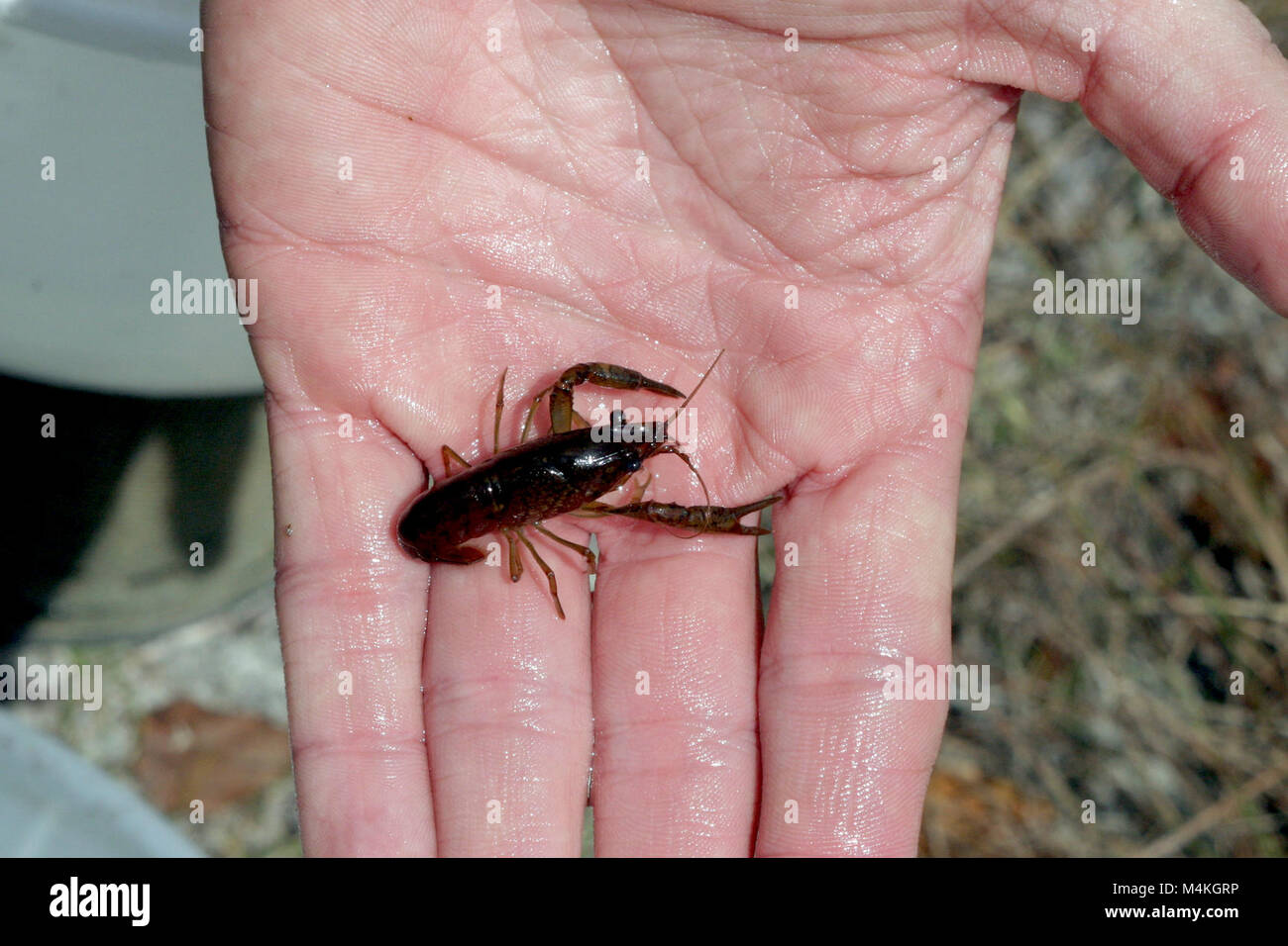 American biologists hi-res stock photography and images - Alamy
