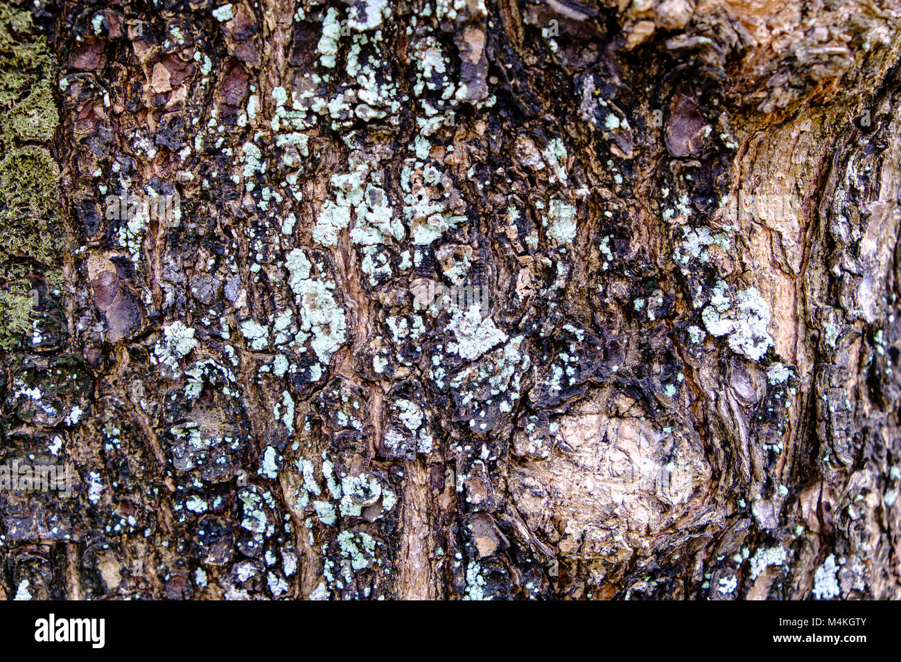 tree trunk with lichen growing in a large brown tree Stock Photo - Alamy