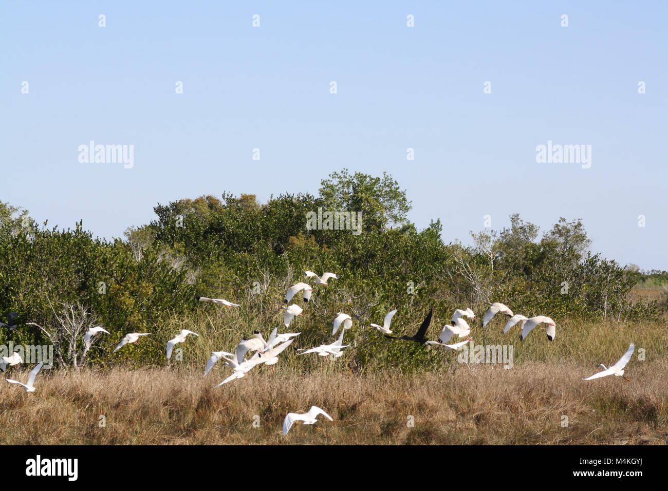 Flock of Ibis Stock Photo - Alamy