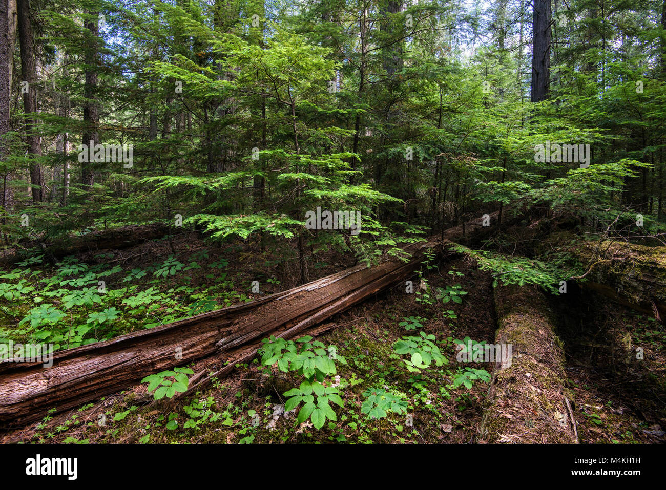 Forest Floor- Alternative View of Fallen Log and Saplings B Stock Photo ...