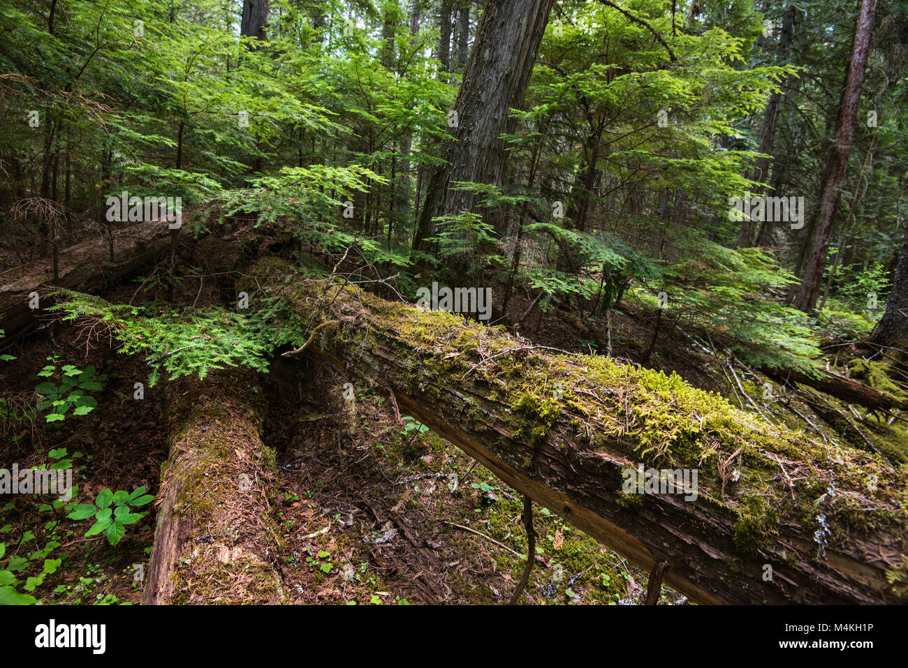 Forest Floor- Alternative View of Fallen Log Stock Photo - Alamy