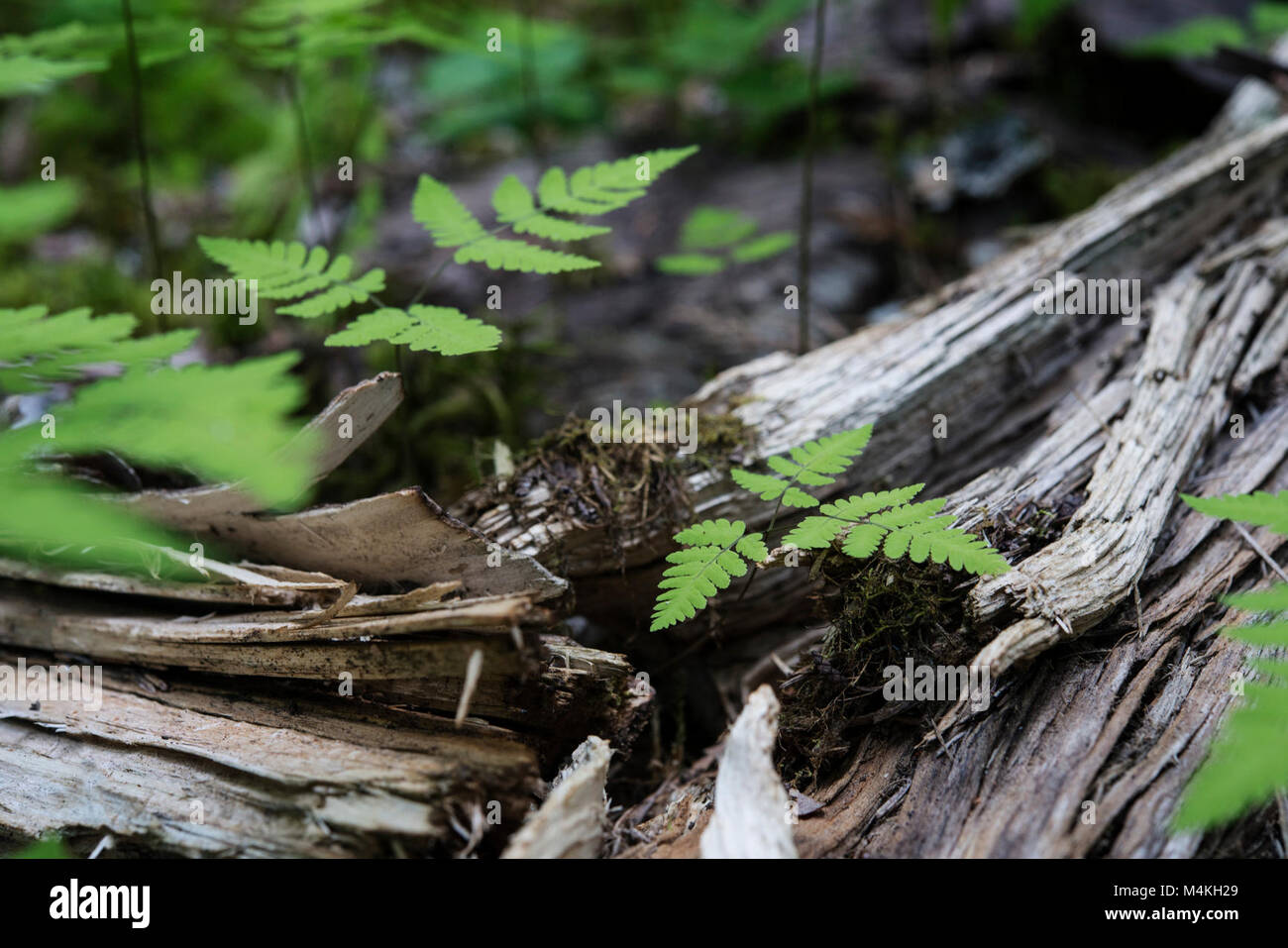 Forest Floor- Decomposition and Life Stock Photo - Alamy