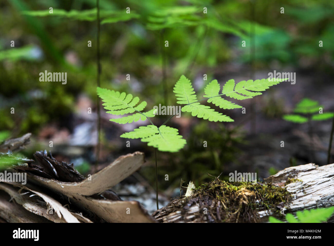 Forest Floor- Fern and Decomposition Stock Photo - Alamy