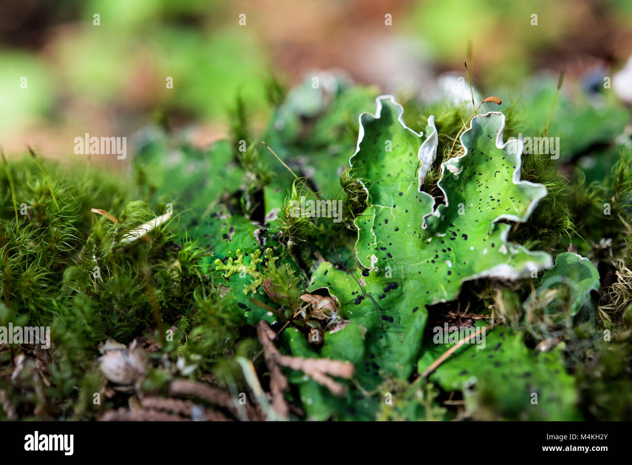 Forest Floor- Lichen and Moss Stock Photo - Alamy