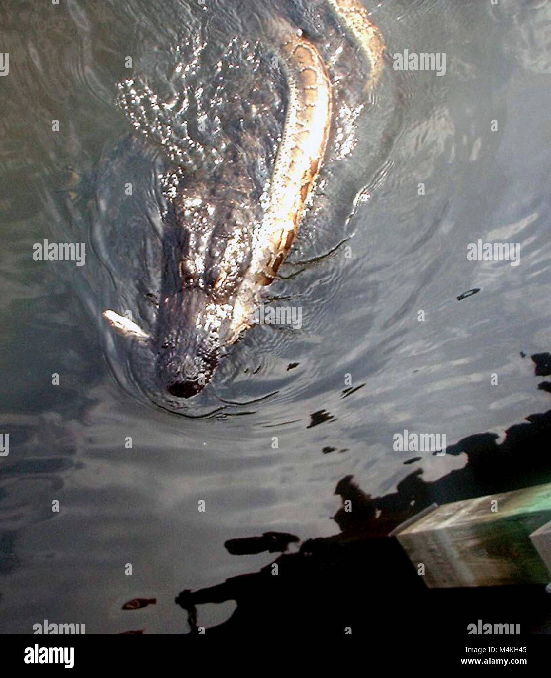 Gator and python [] Stock Photo - Alamy