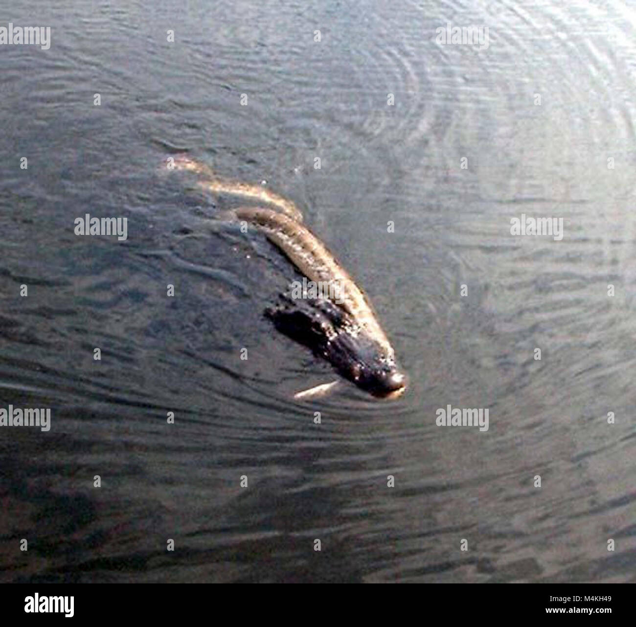 Gator and python[] Stock Photo - Alamy