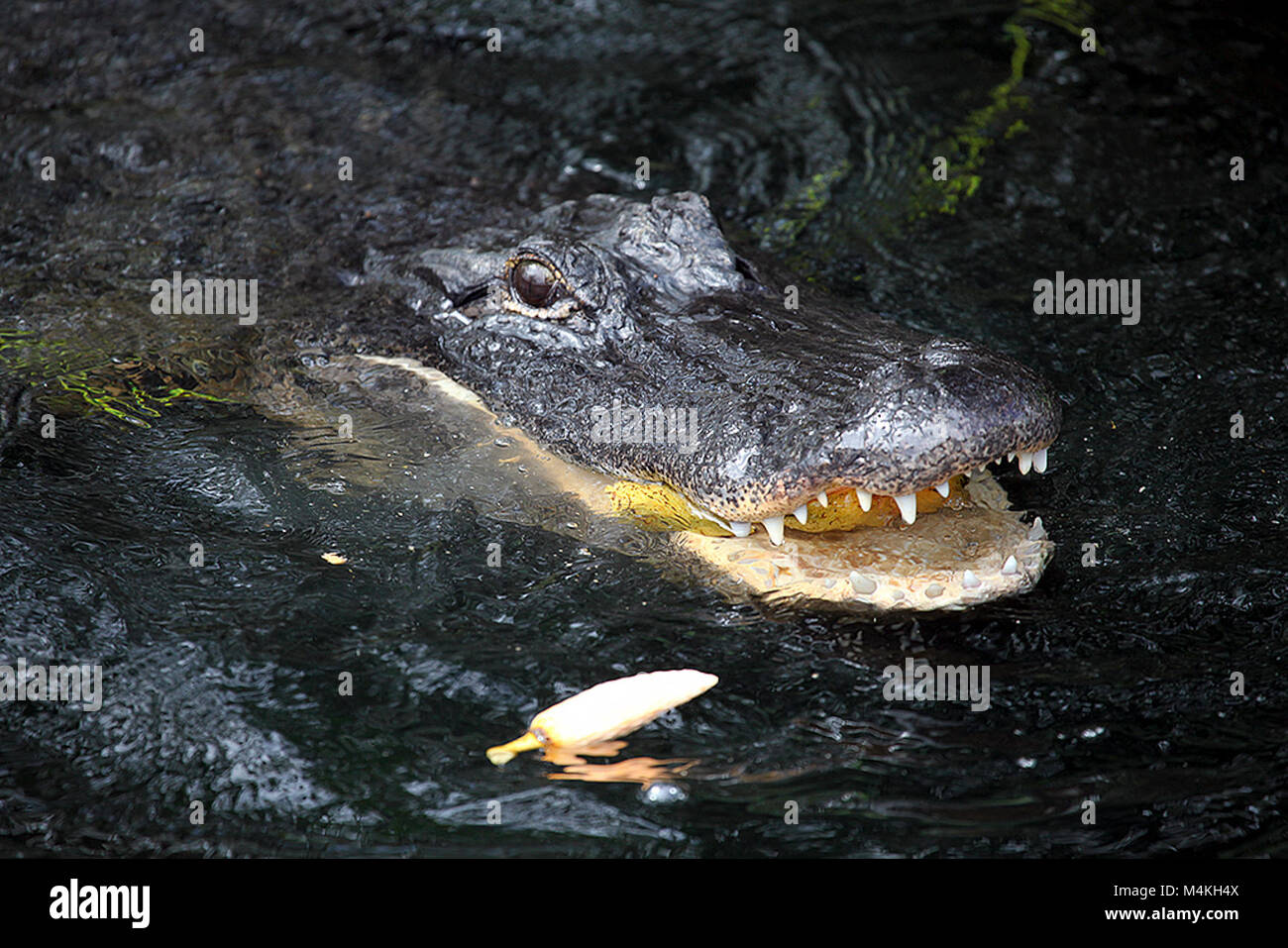 Gator Eats Pond Apple Gator Eats Pond Apple Stock Photo - Alamy