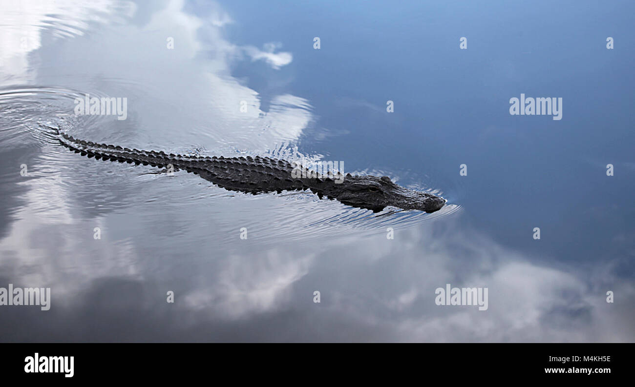 Gator land hi-res stock photography and images - Alamy