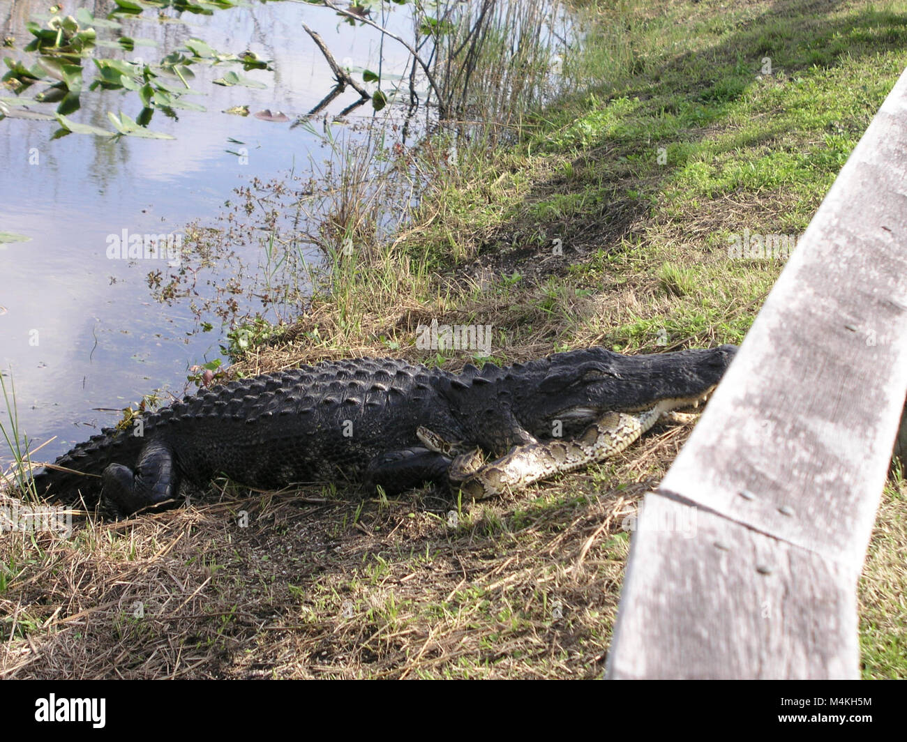 Gator vs Python Stock Photo - Alamy